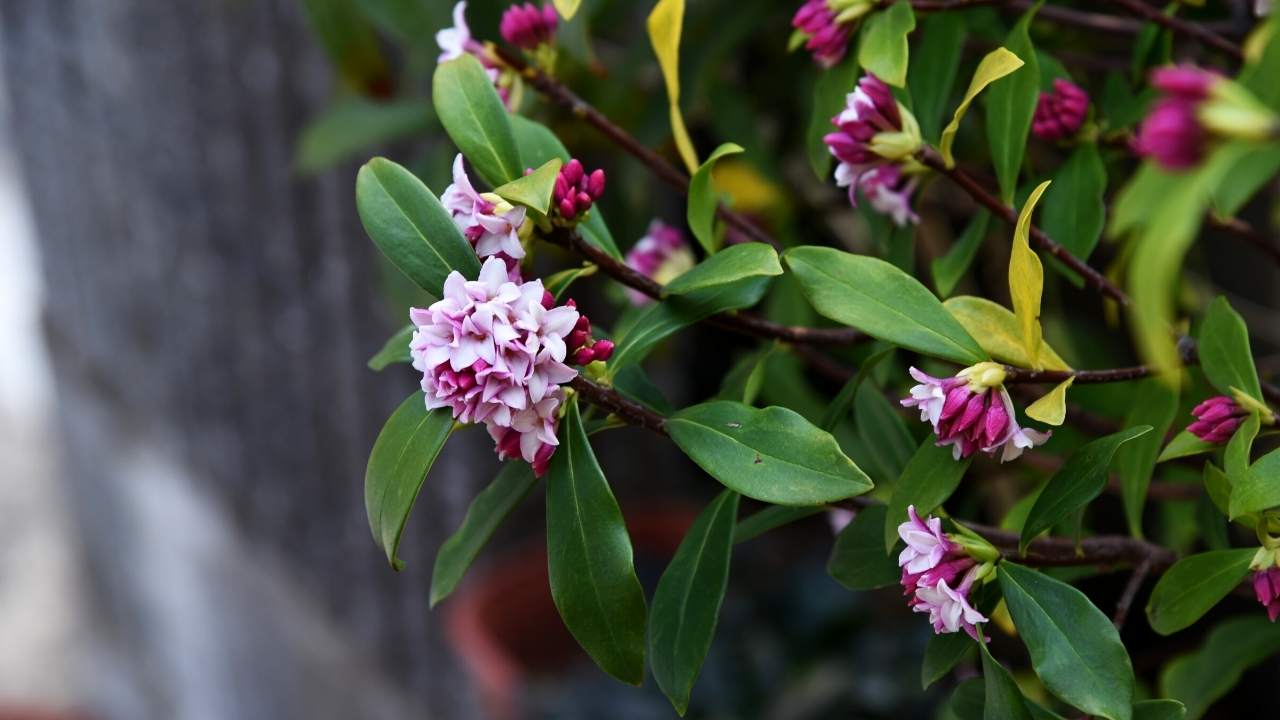 How To Grow Daphne In Pots? - Time Of Garden