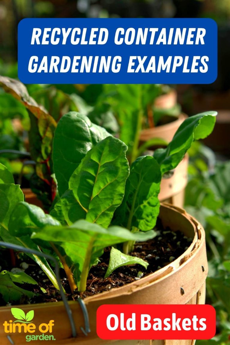 Recycled Container Gardening Examples - Time Of Garden