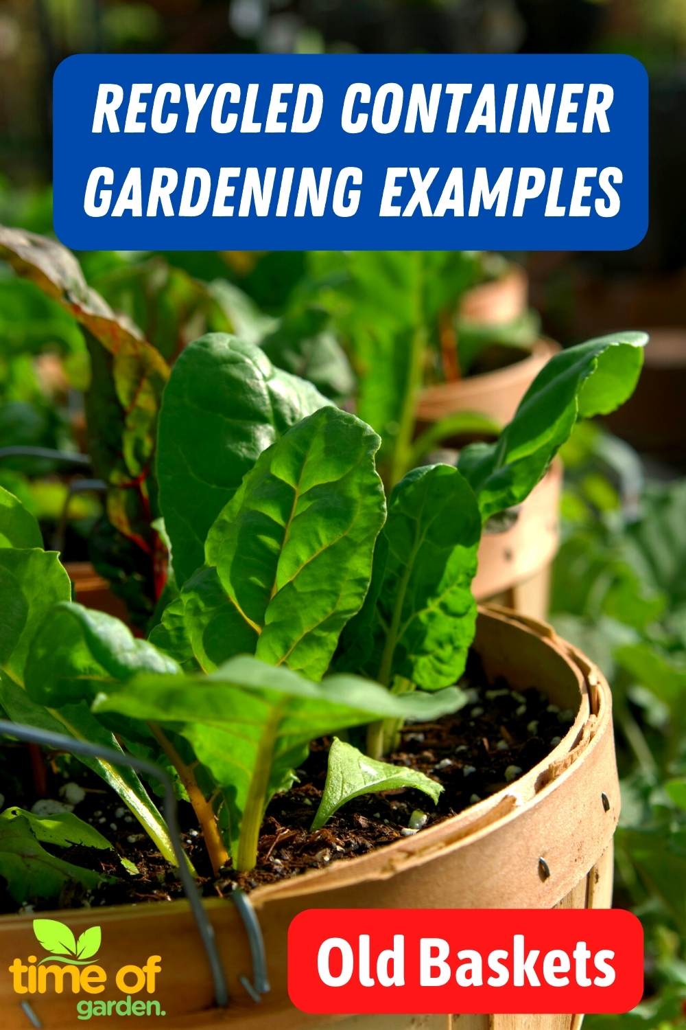 Recycled Container Gardening Examples - Time Of Garden
