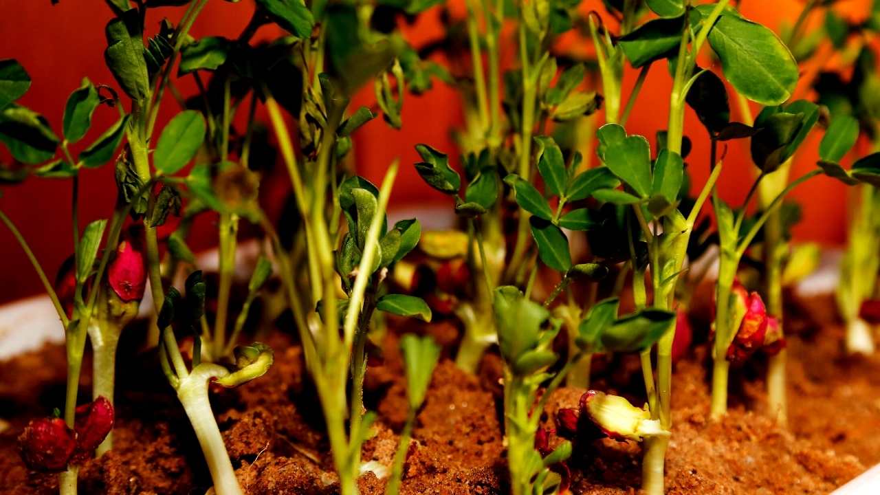 How to Grow Peanuts in Pots and Other Containers - Time Of Garden