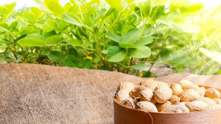 How to Grow Peanuts in Pots and Other Containers - Time Of Garden