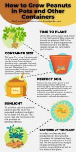 How to Grow Peanuts in Pots and Other Containers - Time Of Garden