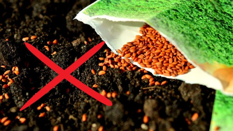 14 Common Gardening Mistakes Everyone Makes - Time Of Garden