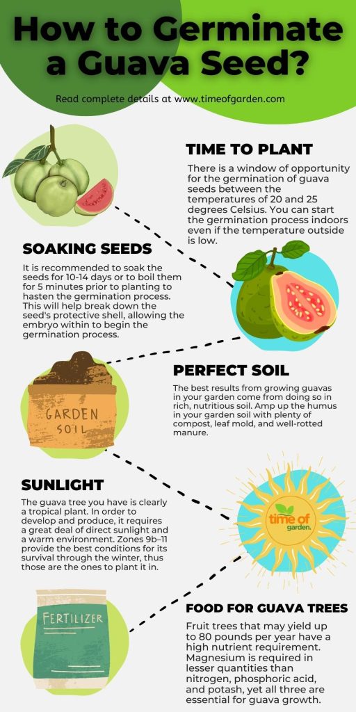 How to Germinate a Guava Seed? - Time Of Garden