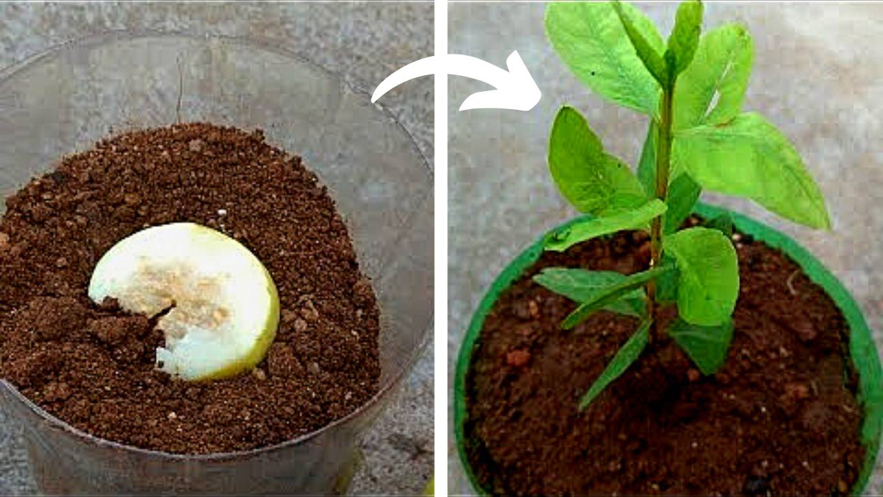 How to Germinate a Guava Seed? - Time Of Garden