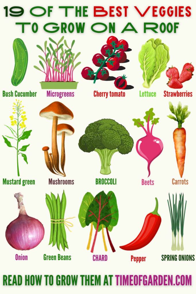 19 Of The Best Veggies To Grow On A Roof - Time Of Garden