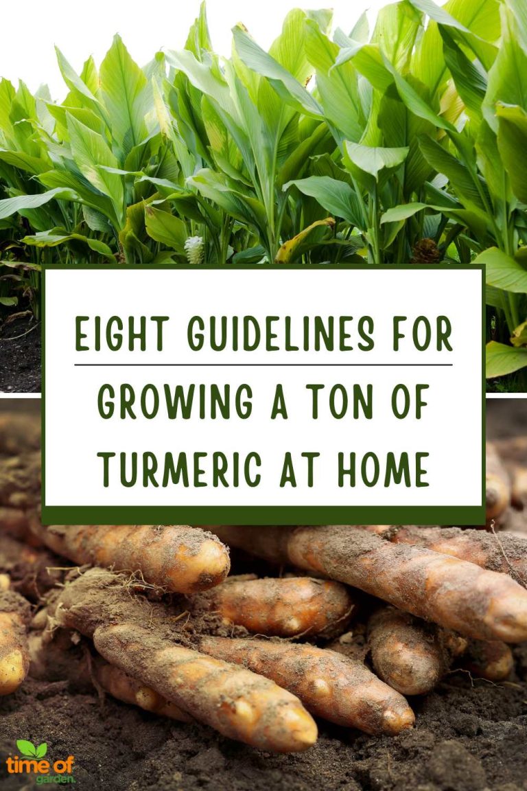 Eight Guidelines for Growing a Ton of Turmeric at Home - Time Of Garden