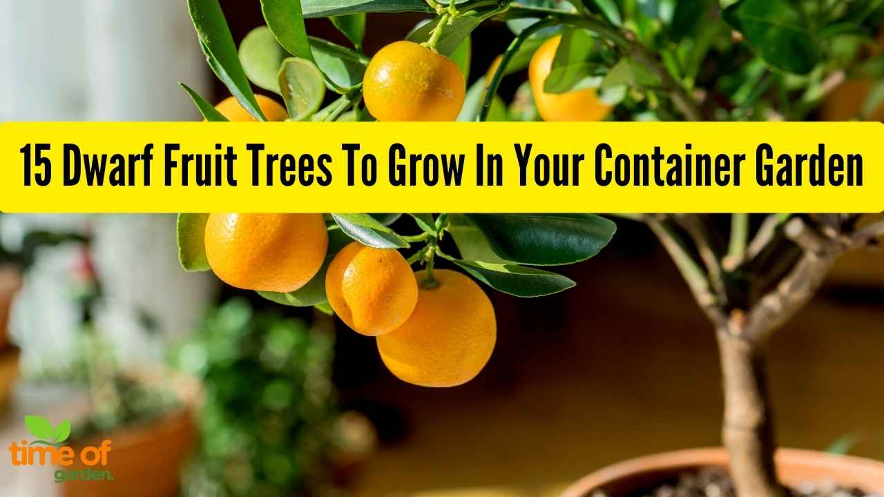 15 Dwarf Fruit Trees To Grow In Your Container Garden - Time Of Garden