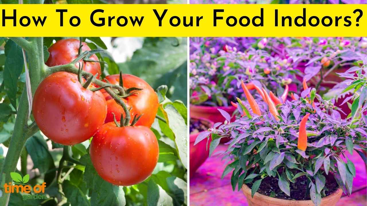 How To Grow Your Food Indoors? - Time Of Garden