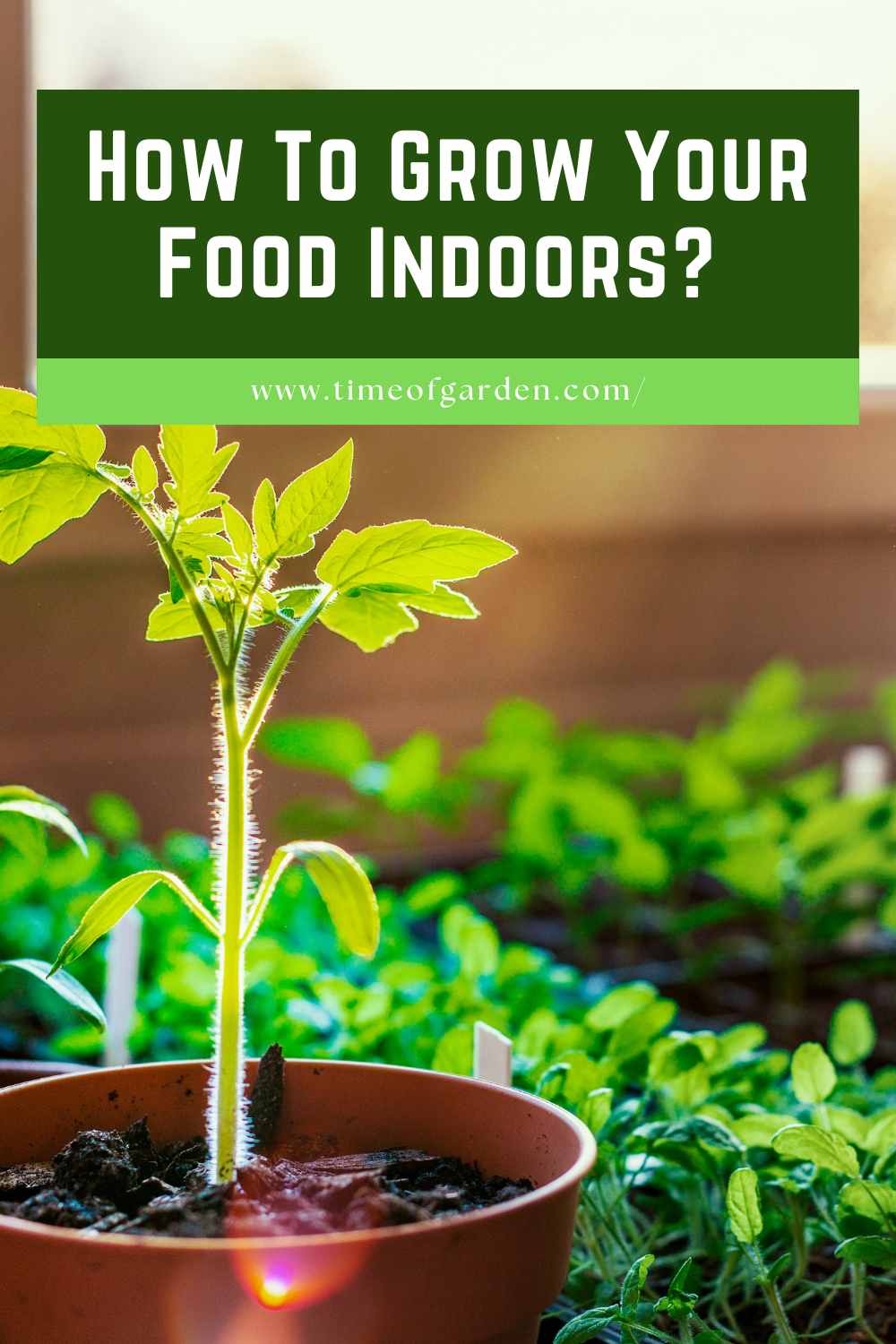 How To Grow Your Food Indoors? - Time Of Garden