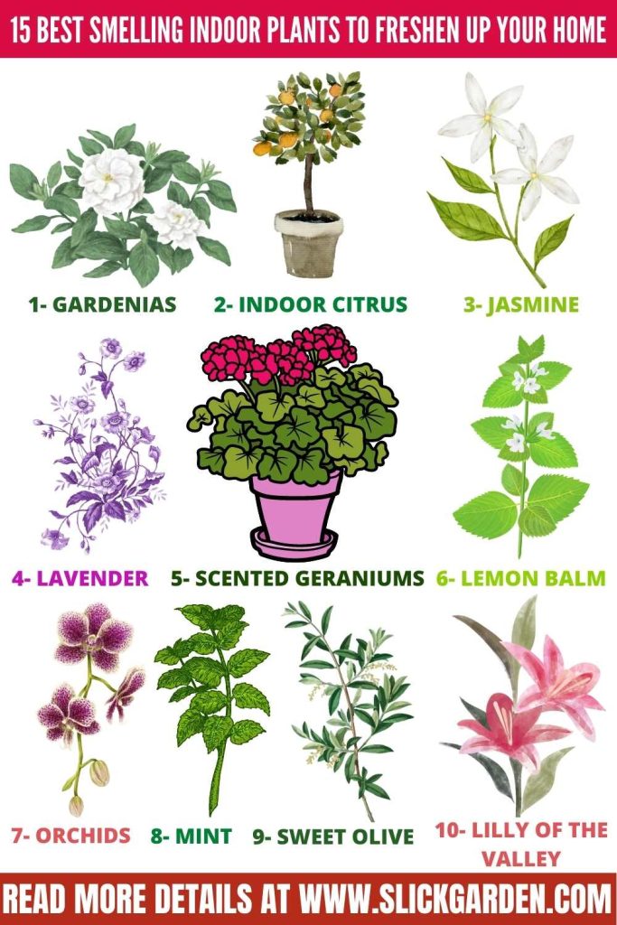 15 Best Smelling Indoor Plants To Freshen Up Your Home & Purify The Air ...