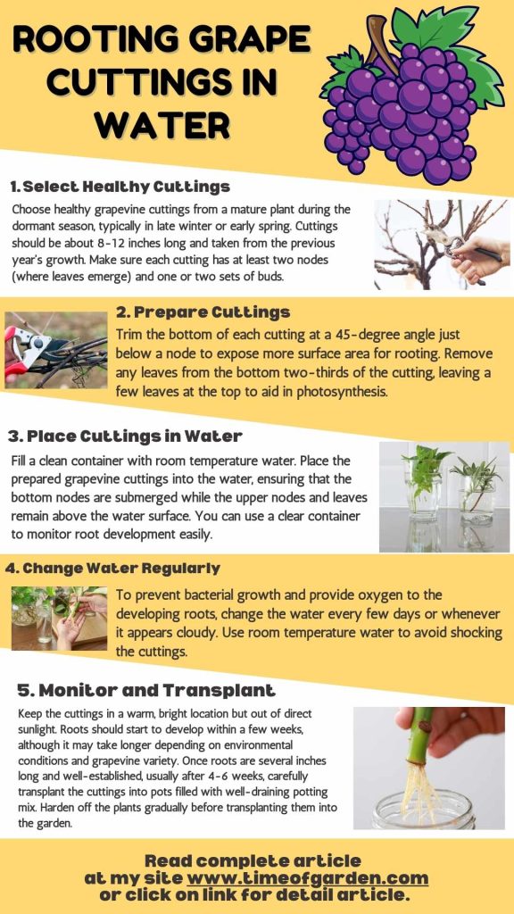 Rooting Grape Cuttings In Water - Time Of Garden