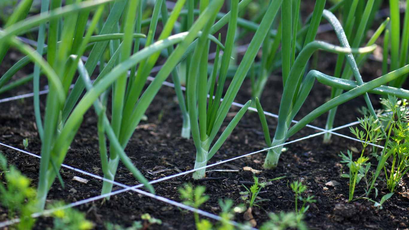 Can You Do Square Foot Gardening Without Raised Beds - Time Of Garden