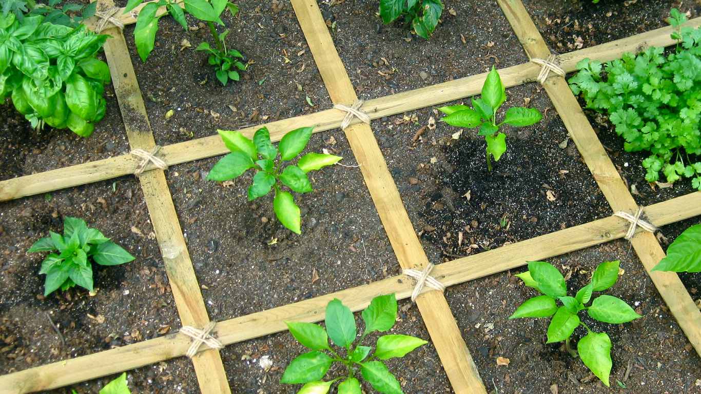 Can You Do Square Foot Gardening Without Raised Beds - Time Of Garden