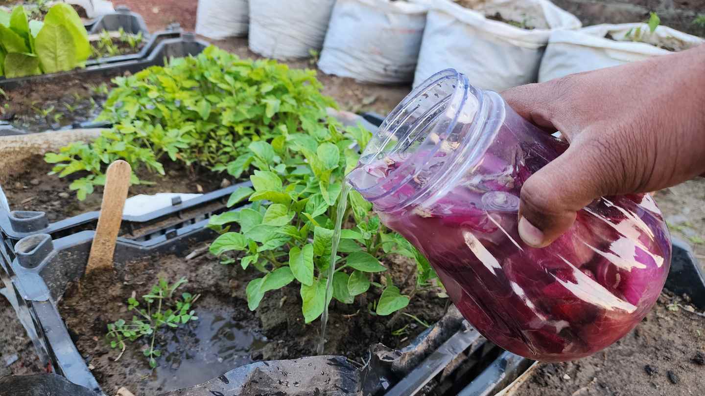 Homemade Liquid Fertilizer from Onion Peel and Rice Flour: Boosting ...