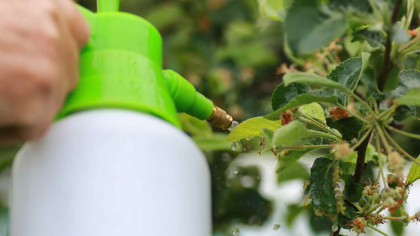 Homemade Liquid Fertilizer from Onion Peel and Rice Flour: Boosting ...