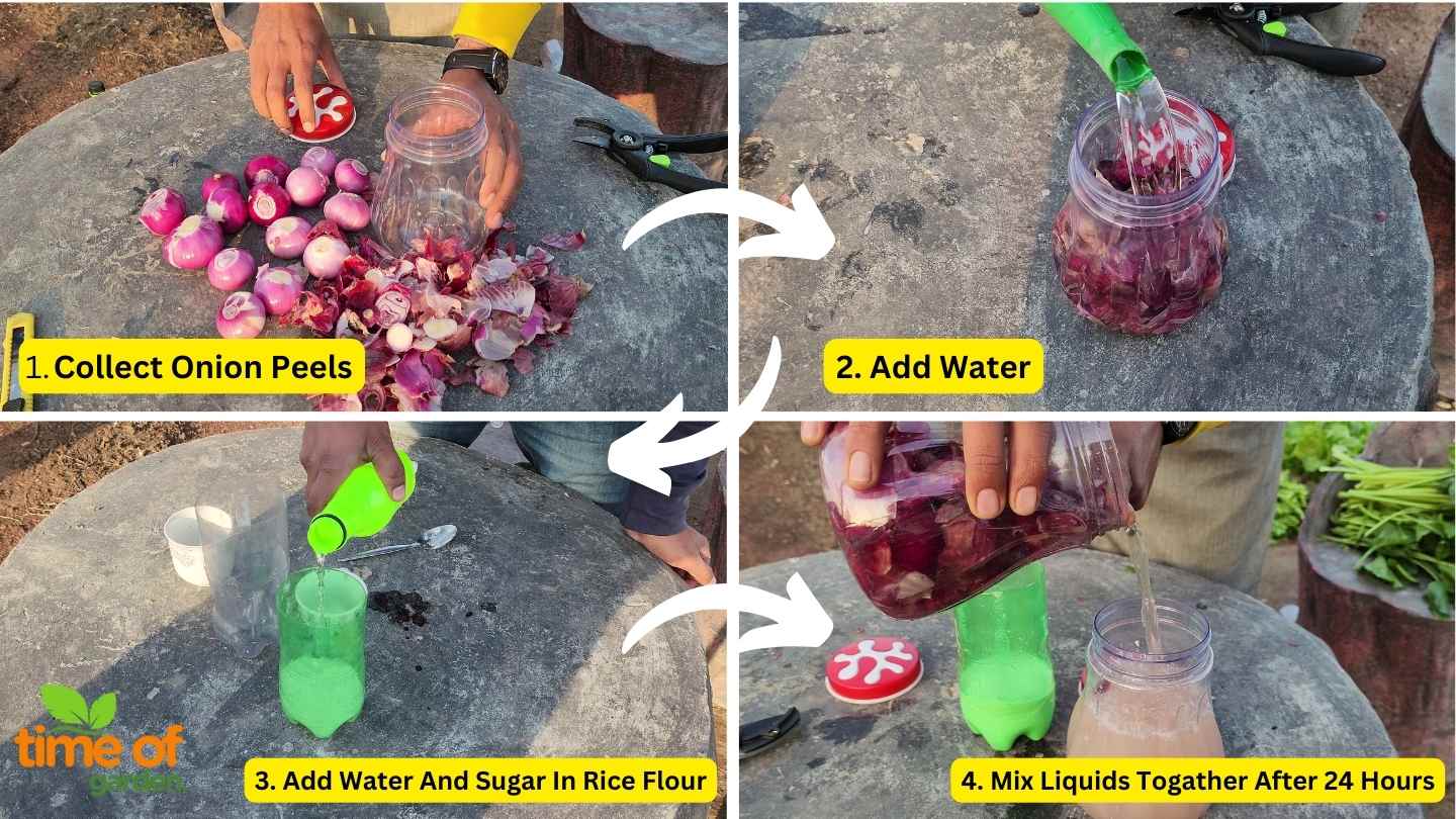 Homemade Liquid Fertilizer from Onion Peel and Rice Flour: Boosting ...