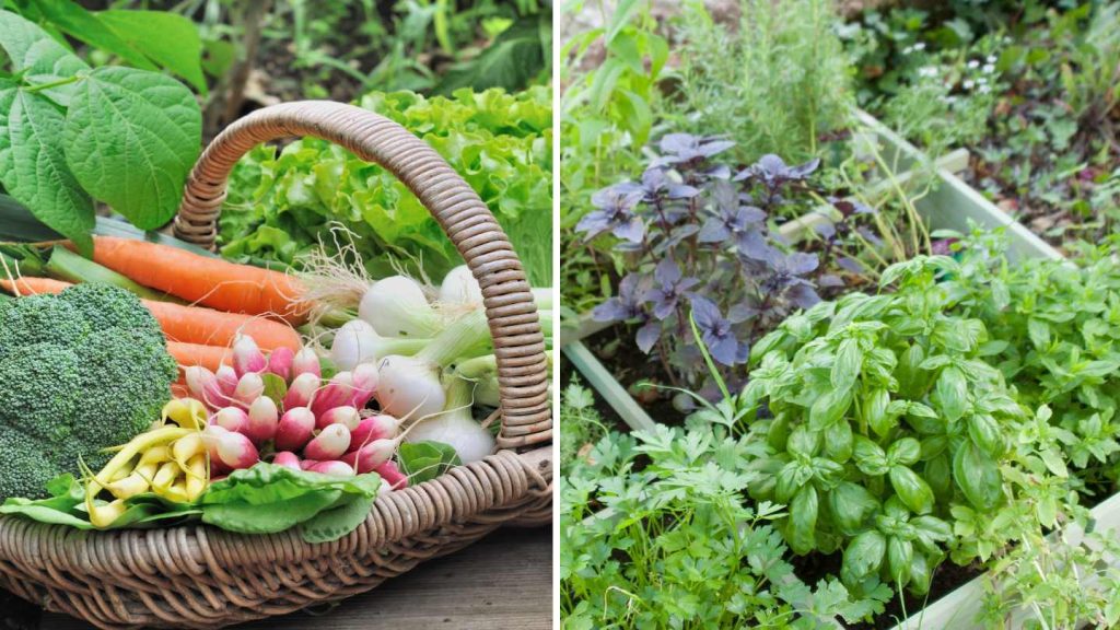 15 Vegetables You Can Grow In Less Than One Month - Time Of Garden