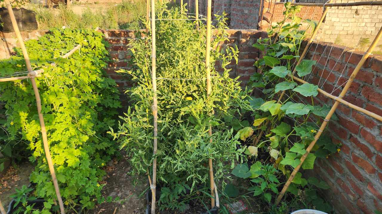 Front Yard Vegetable Garden Ideas - Time Of Garden