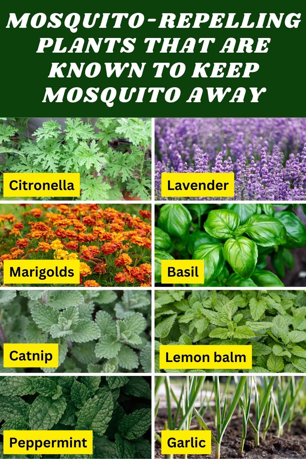 Mosquito-Repelling Plants That Are Known To Keep Mosquito Away - Time ...