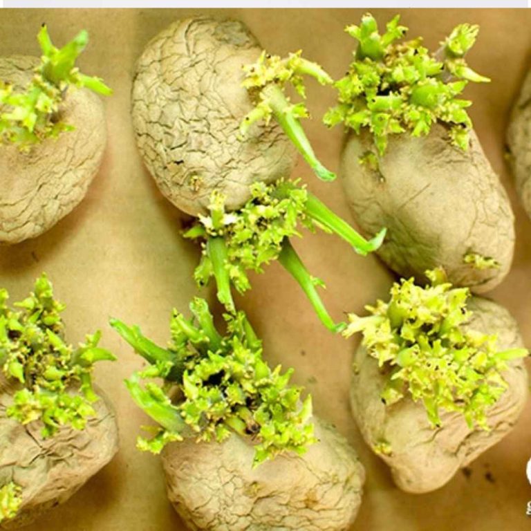 12 Foods You Can Regrow From Scraps - Time Of Garden