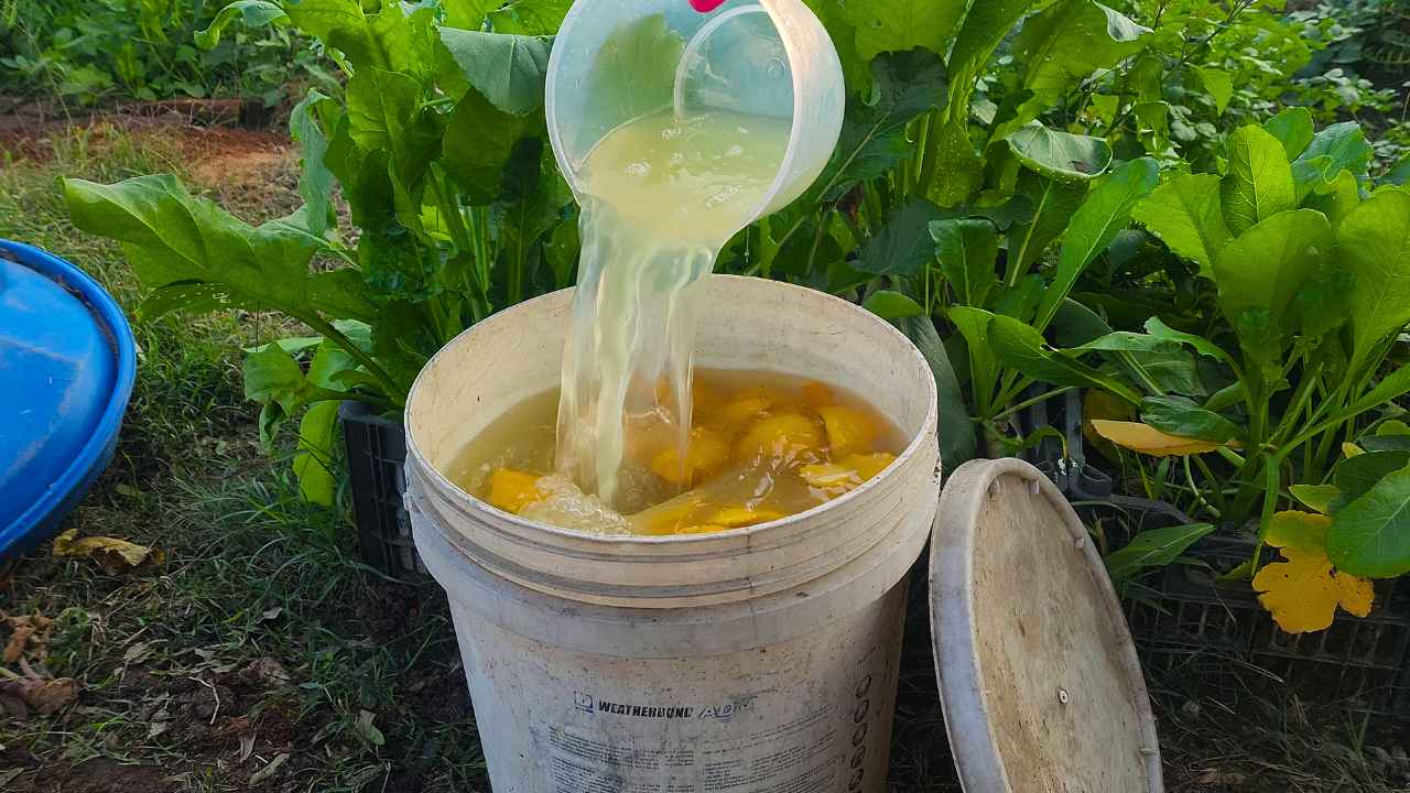 Turn Orange Peels into Powerful Plant Food – Here’s How! - Time Of Garden