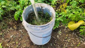 How to Make Natural Liquid Fertilizer at Home: A Simple, Mess-Free ...