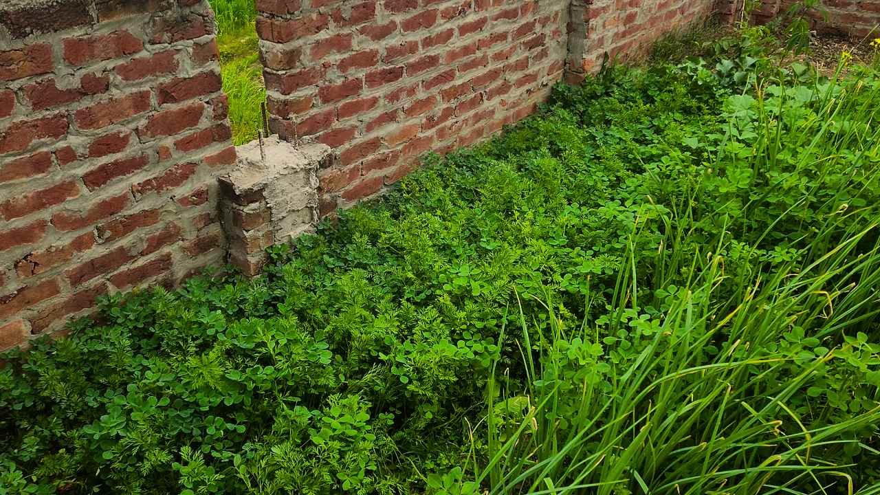 How I Use Cover Crops Every Season to Keep My Soil Healthy - Time Of Garden